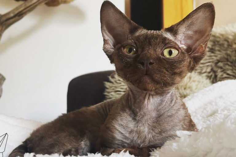 Startseite - Devon Rex von Rhenania