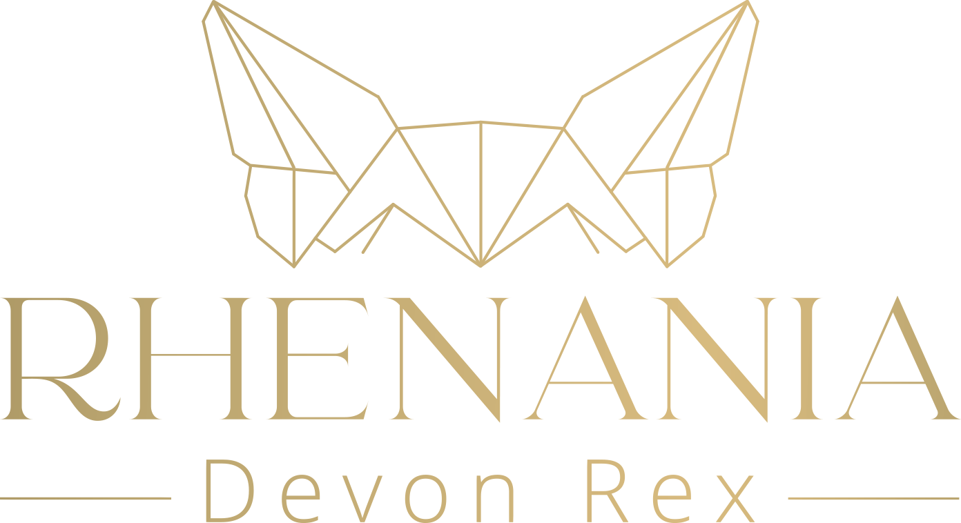 Geschichte - Devon Rex von Rhenania